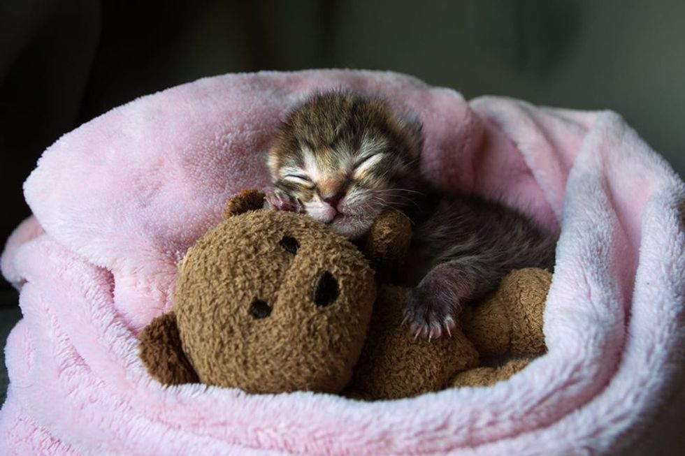 Cat Helps Care for Orphaned Kitten Who Was Rescued from Similar ...