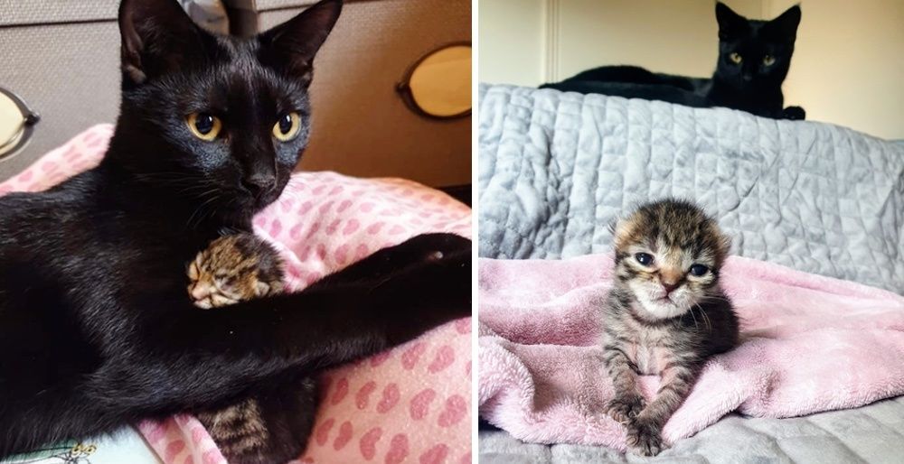 Cat Helps Care for Orphaned Kitten Who Was Rescued from Similar ...