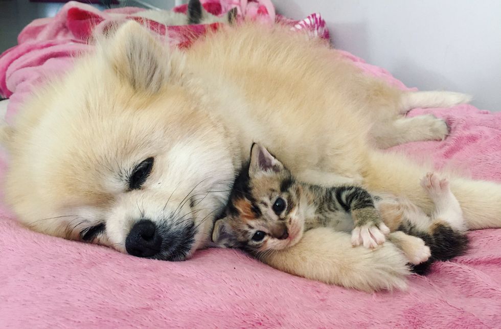 Kitten Meets Family Dog and Insists on Cuddling Her Everywhere She Goes ...