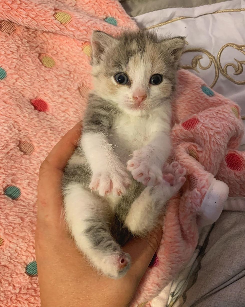 Kitten Missing a Paw Can't Stop Purring After Being Rescued from ...
