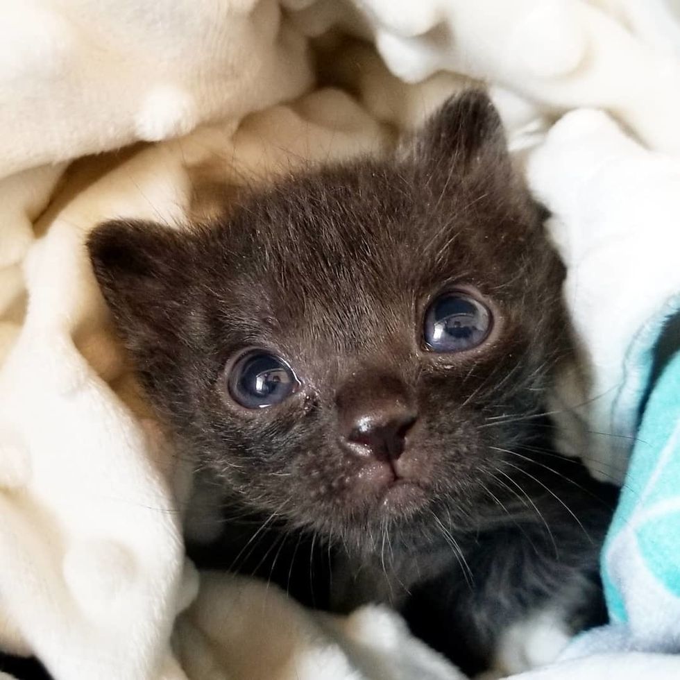 Kitten Who is Unusually Small, Finds Someone to Help Her Grow - Love Meow