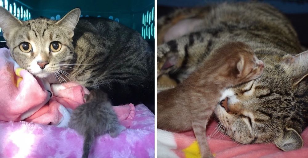 Cat is So Happy When She Finds Help for Her Only Kitten - Love Meow