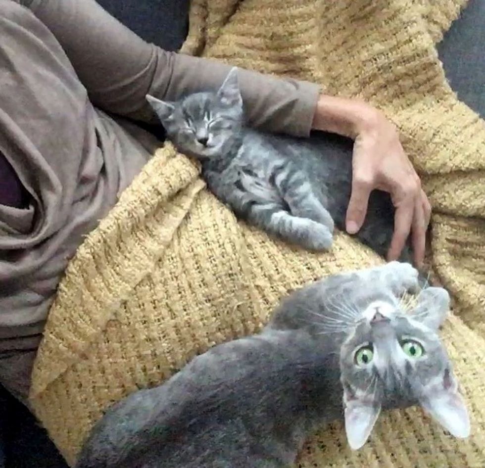 Cat and Her Kitten Won't Leave Each Other's Side After They Were ...