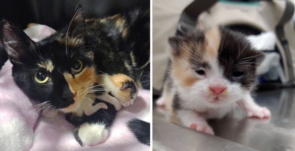 Cat Is So Happy When Rescuers Help Her Only Kitten Thrive - Love Meow