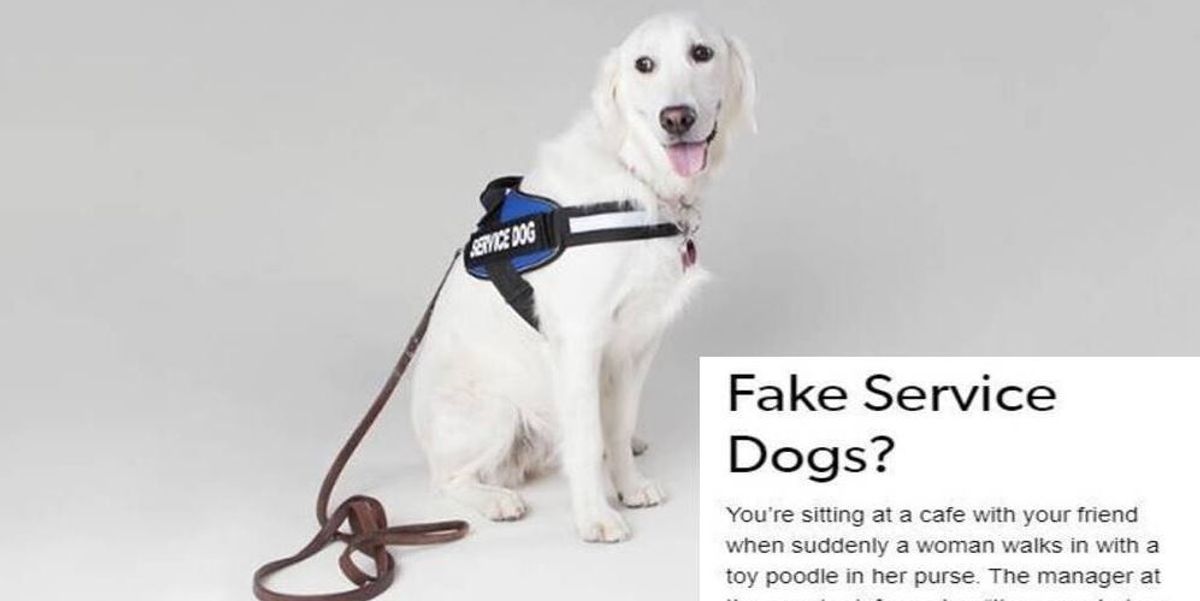 A disabled woman's post on fake service animals perfectly explains why ...