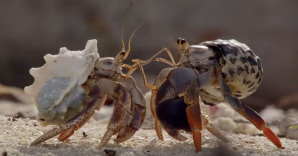 Hermit crabs line up biggest to smallest to exchange shells, and it's ...