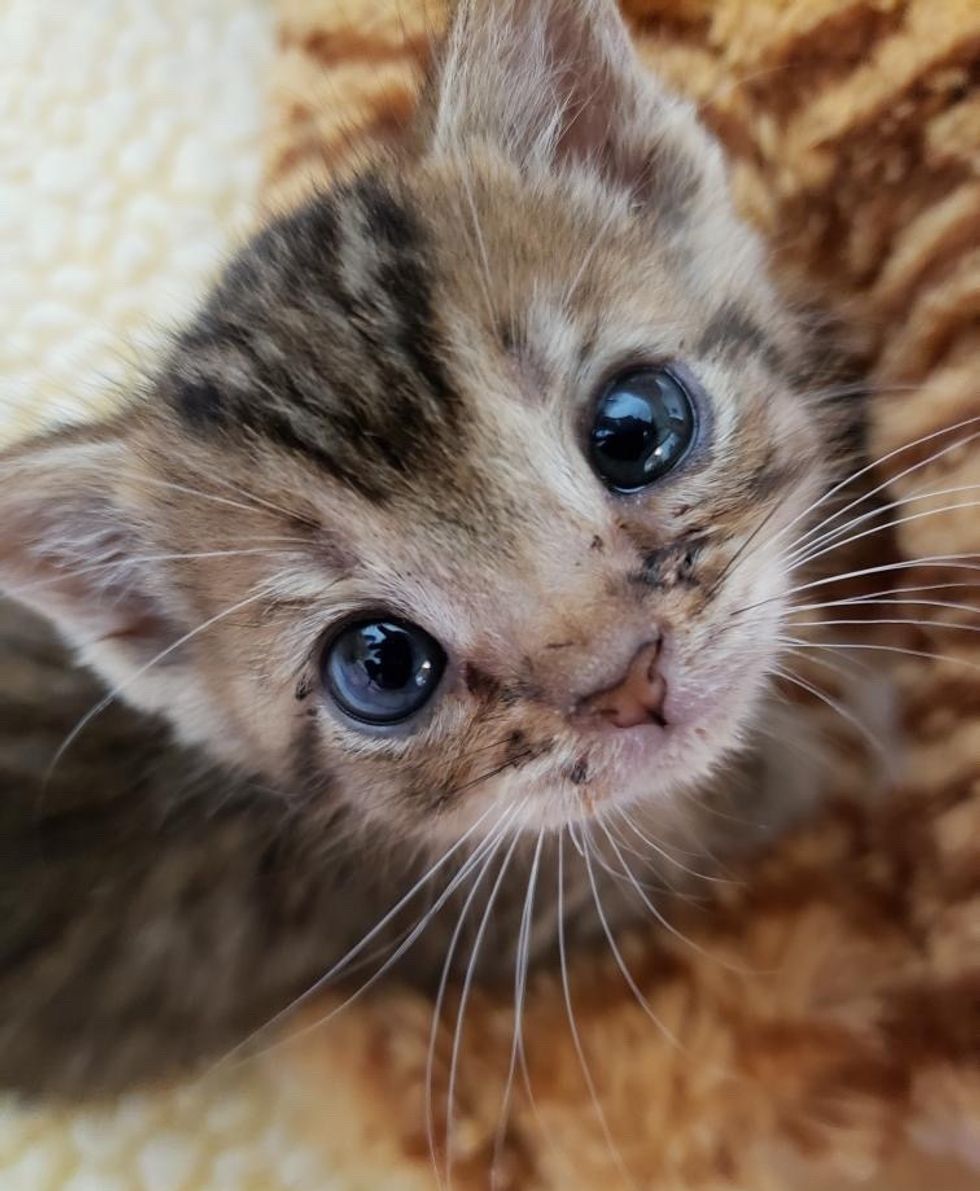 Pint-sized Kitten So Happy to Have Shoulder to Sit on After He Was ...