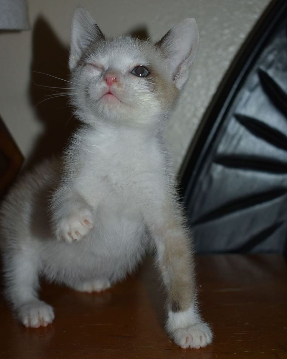 Kitten with a "Wink" Can't Stop Cuddling After She Was Brought Back ...