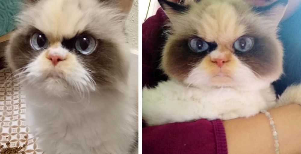 Woman Gave Kitten with Grumpy Face a Home, the Kitty Changed Her Life ...