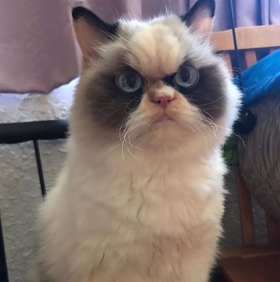 Woman Gave Kitten with Grumpy Face a Home, the Kitty Changed Her Life ...