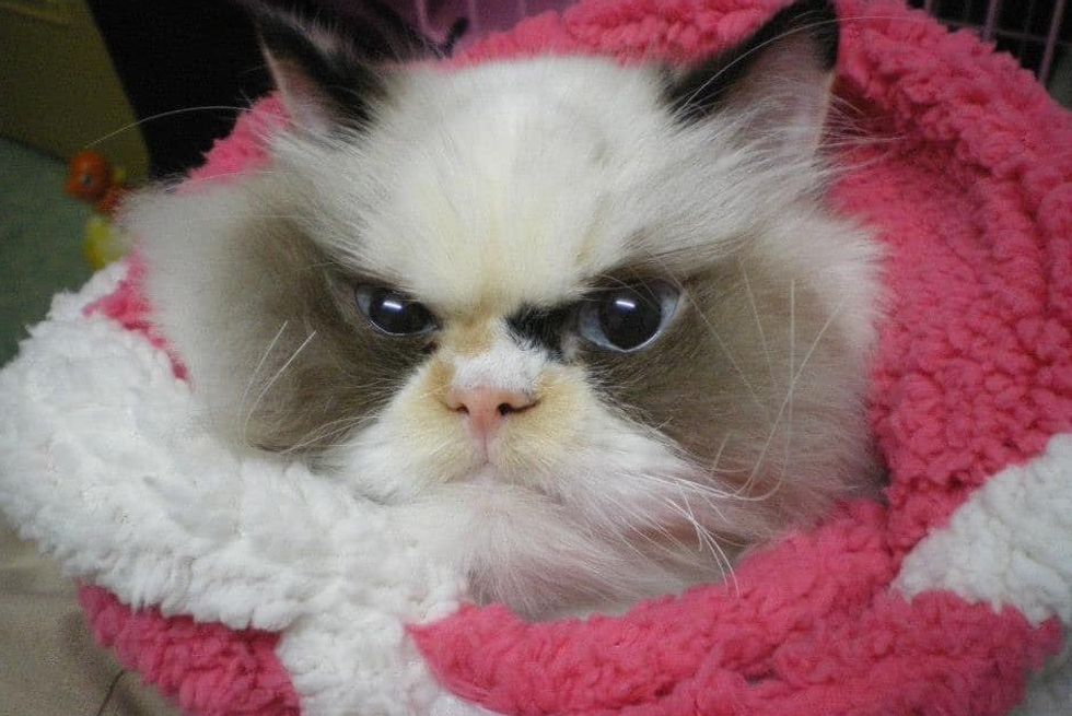Woman Gave Kitten with Grumpy Face a Home, the Kitty Changed Her Life ...