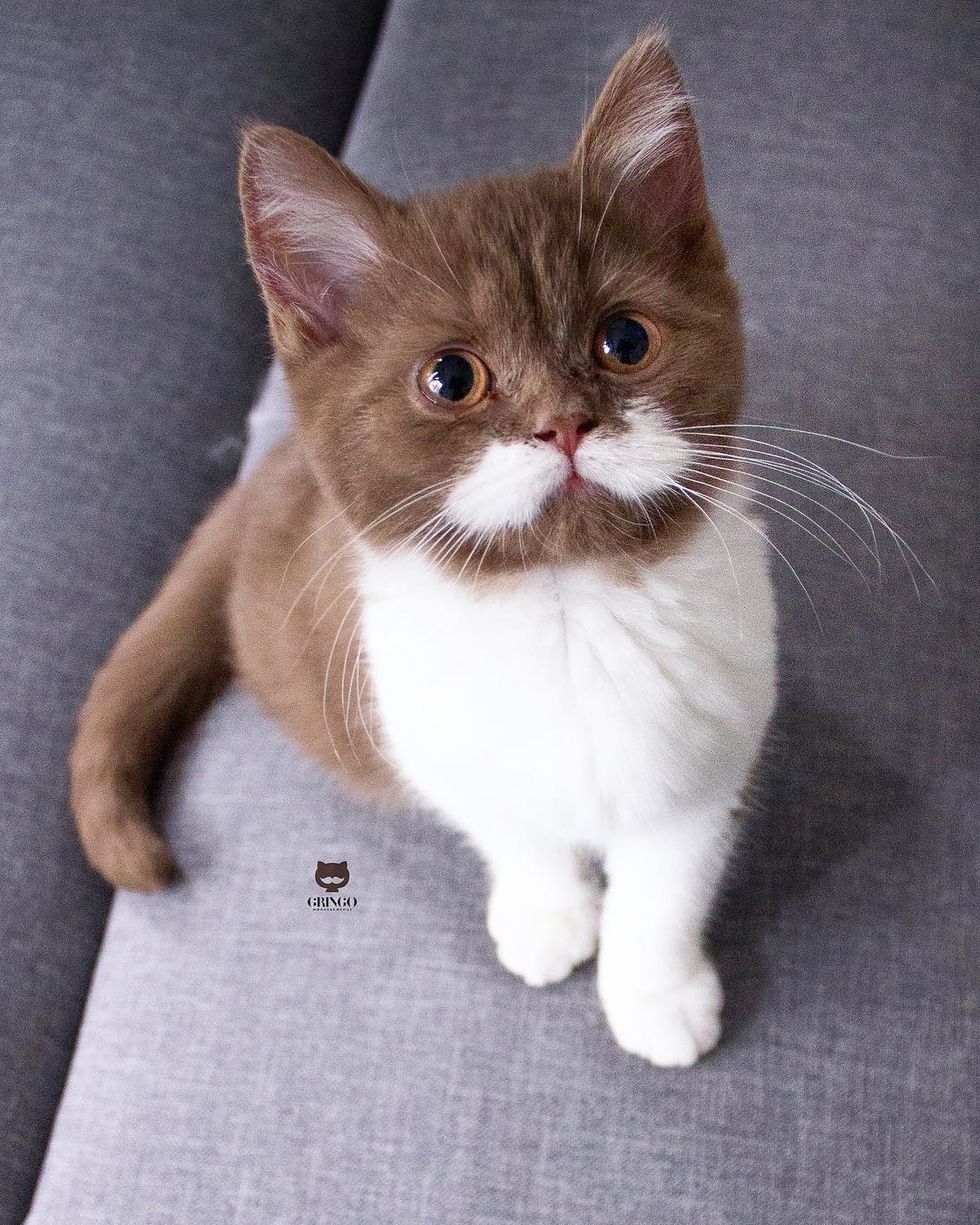 Kitten With Perfect Mustache Hopped into Heart of Family - Love Meow