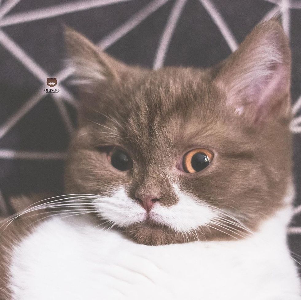 Kitten With Perfect Mustache Hopped into Heart of Family - Love Meow
