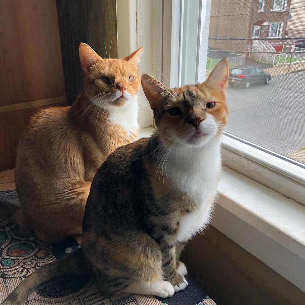 Kitten Guards and Comforts Her Brother After They Were Rescued from the ...
