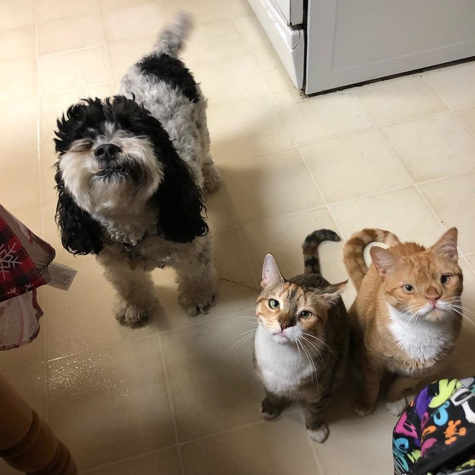 Kitten Guards and Comforts Her Brother After They Were Rescued from the ...