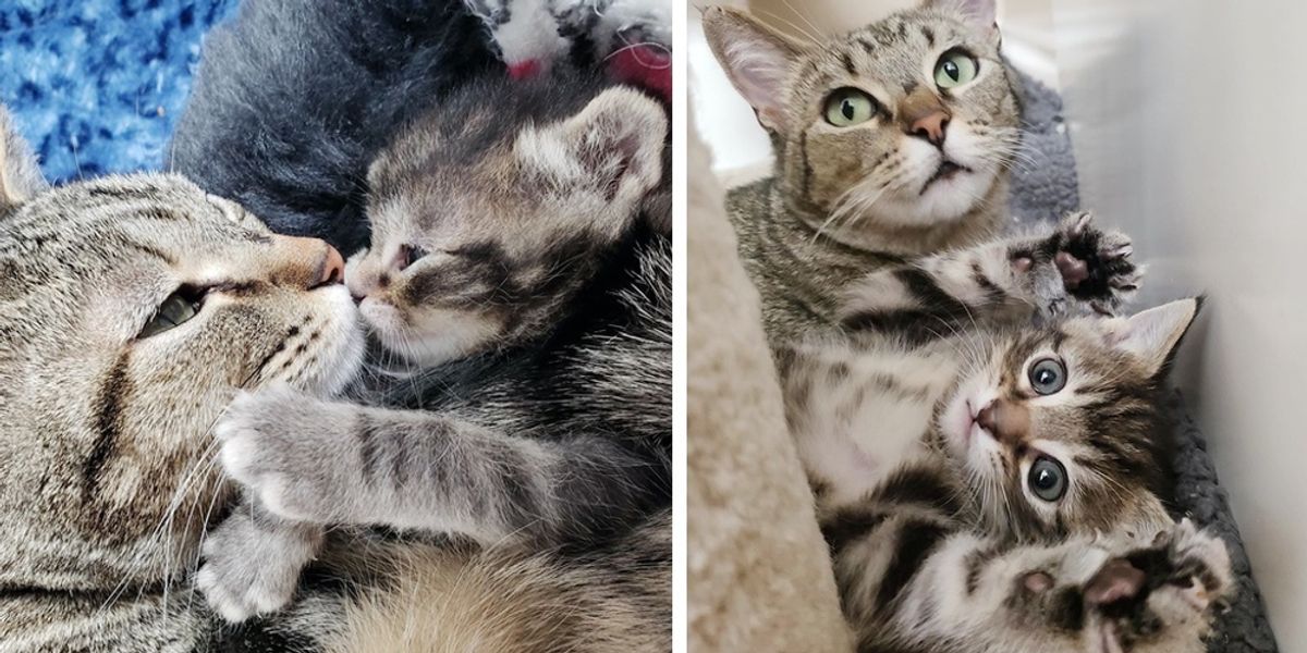 Cat Clings to Her Only Kitten After They Were Rescued from Life on the ...