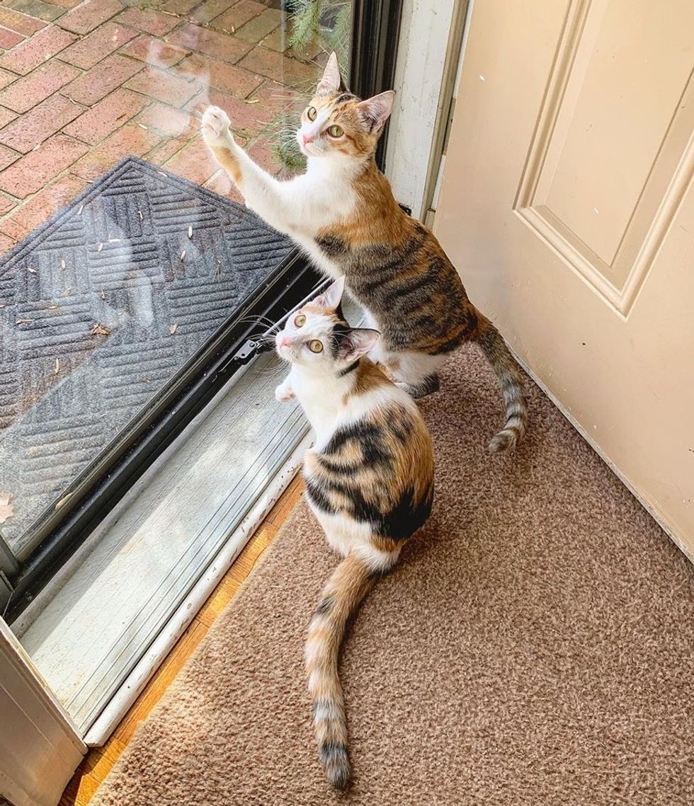 Kittens Rescued from Parking Lot Won't Leave Each Other's Side ...
