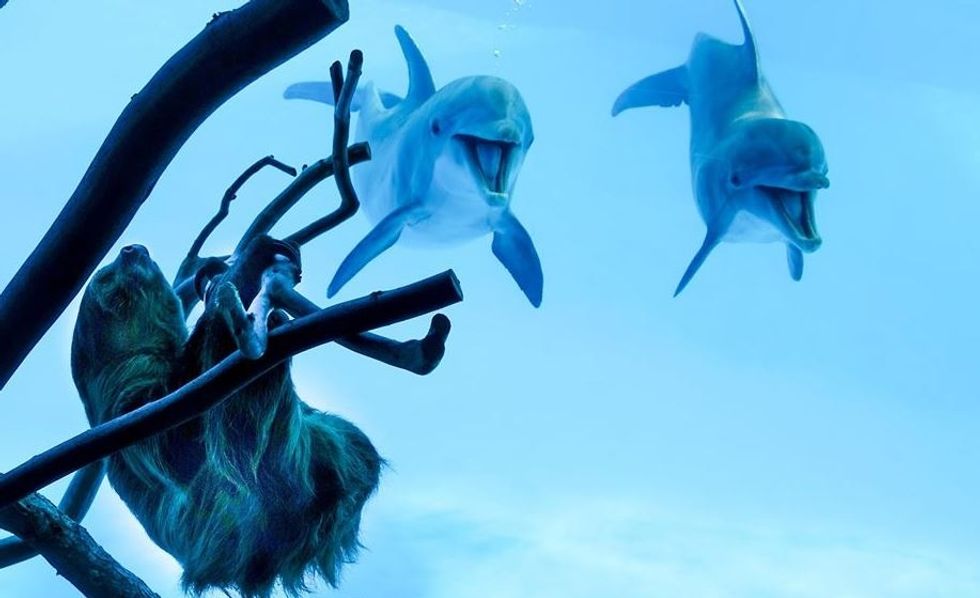 Dolphins got to meet a sloth named Chico and they were super excited ...