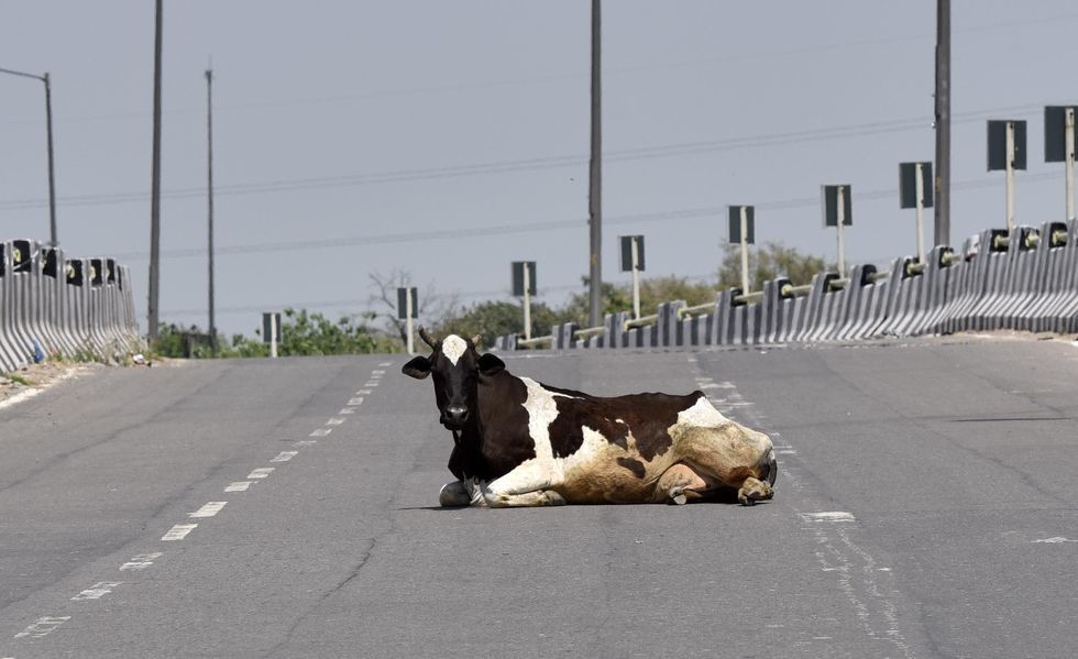 Animals That Are Taking Over Cities During Self Isolation