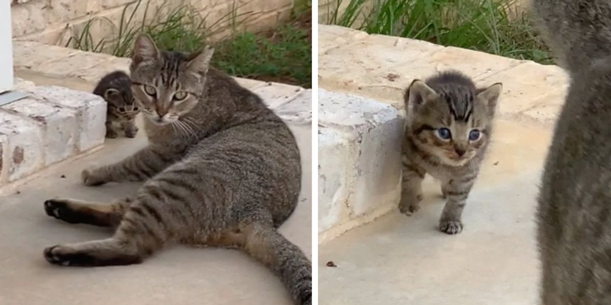 Stray Cat Befriends a Couple and Decides to Bring Her Kitten to Them ...