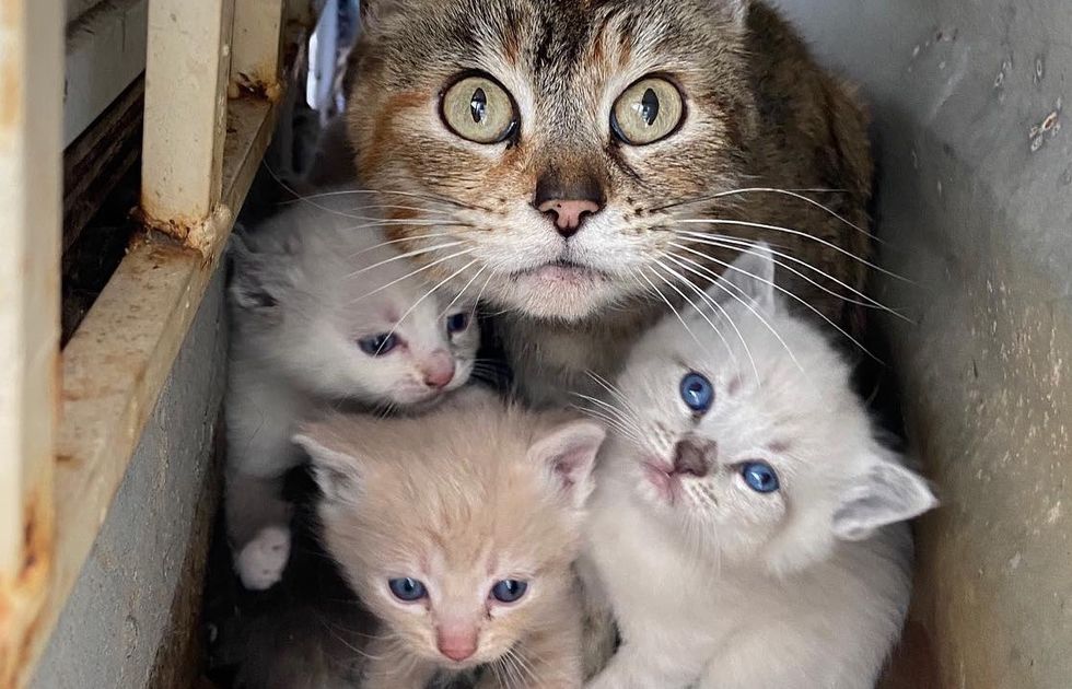 Cat Shields Her Kittens in Backyard Until Help Arrives - Love Meow