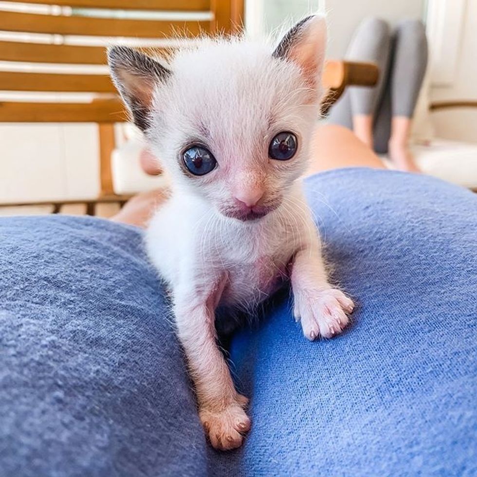 Family Takes in Pint-sized Kitten and Helps Him Thrive - Love Meow