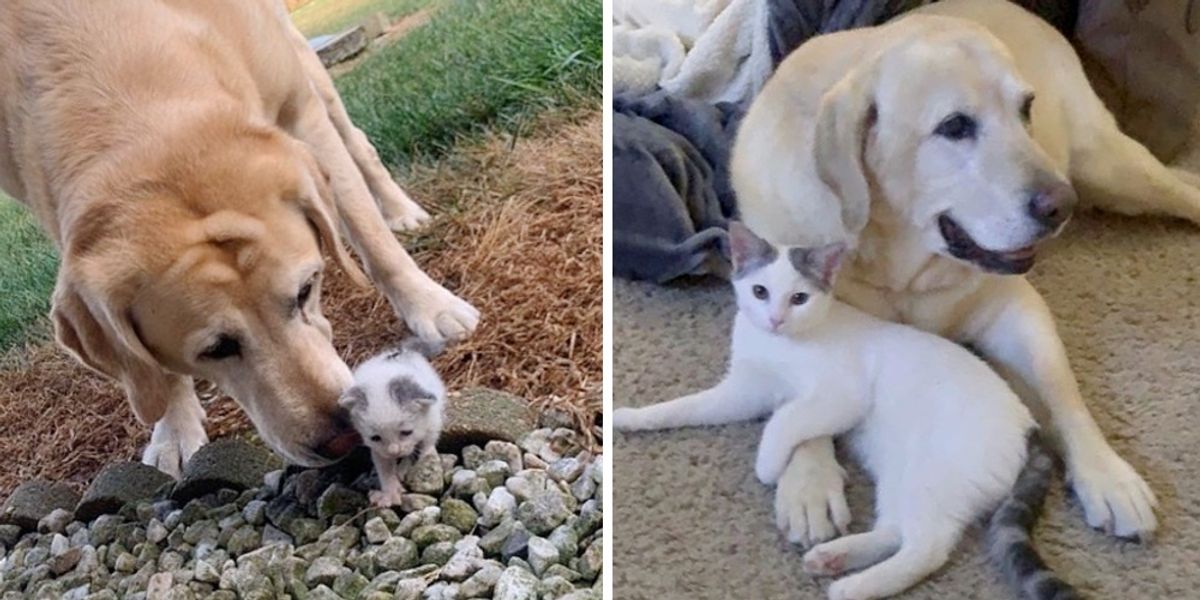 Dog Takes Stray Kitten Under His Wing and Raises Her into Beautiful Cat ...