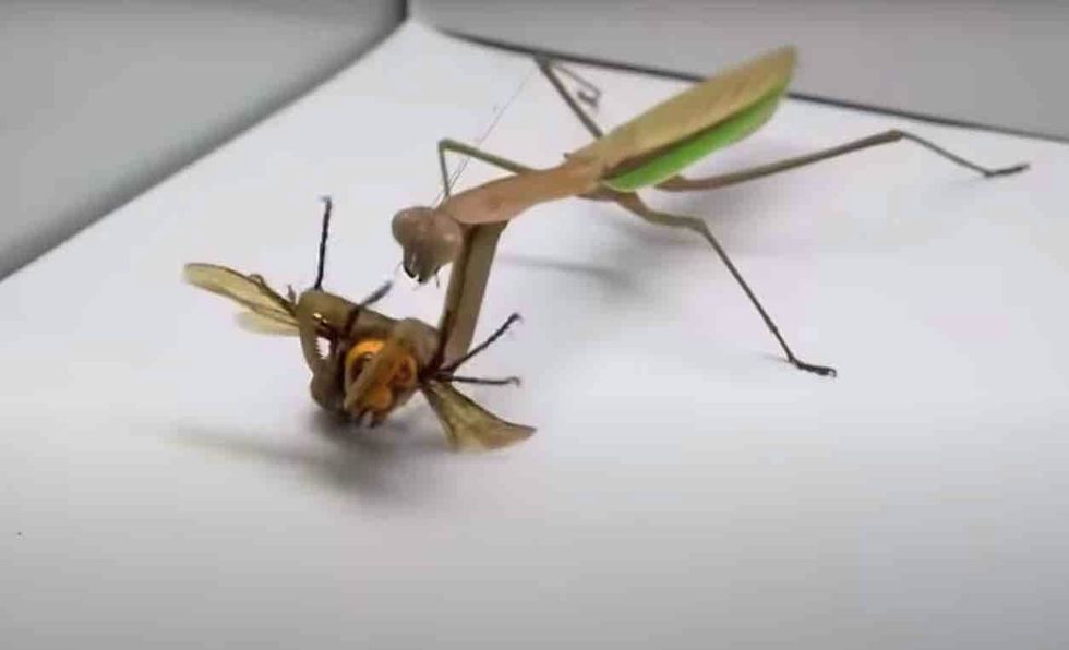 VIDEO: 'Murder hornet' meets ghastly end as praying mantis clamps down ...