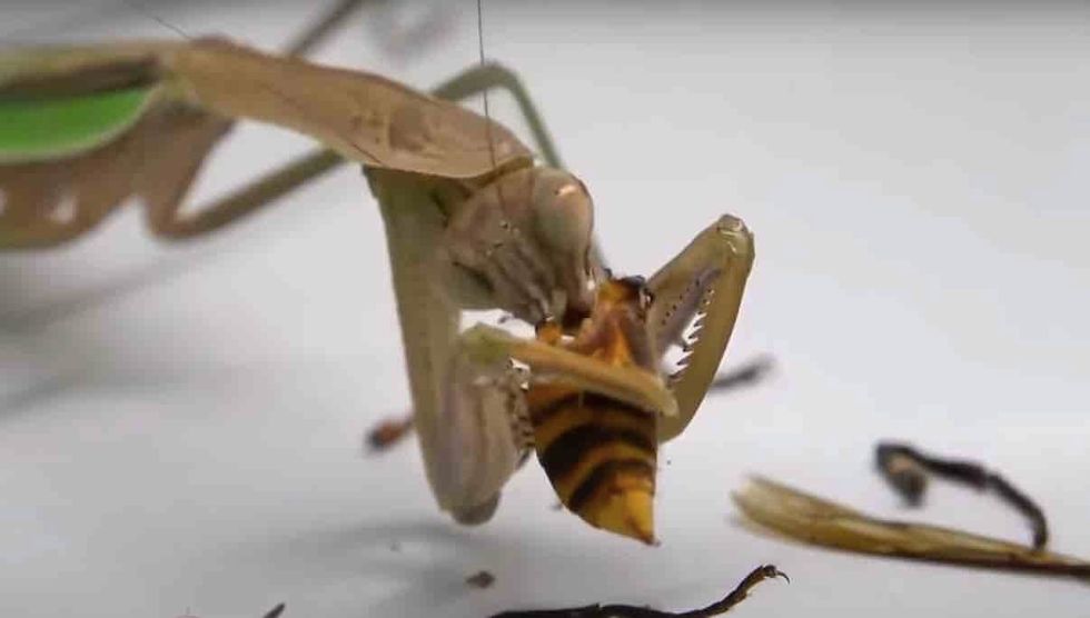 VIDEO: 'Murder hornet' meets ghastly end as praying mantis clamps down ...