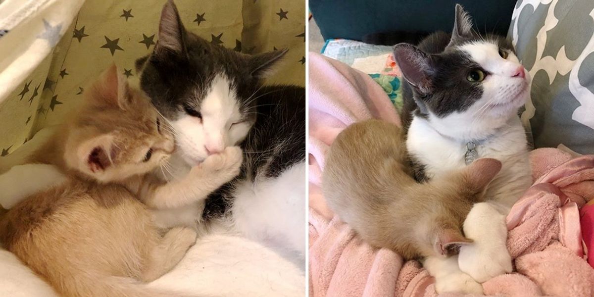 Kitten Takes to Family Cat and Sets His Mind on Winning Her Over - Love ...