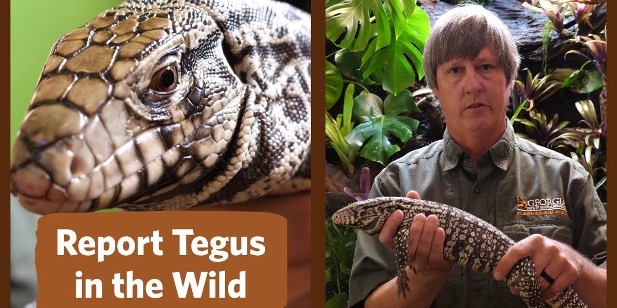 Georgia officials are warning residents about a 4-foot-long invasive ...