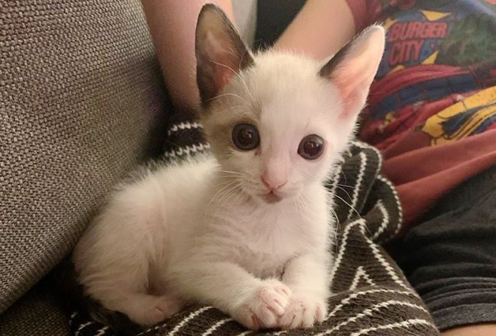 Palm-sized Kitten with Big Eyes Finds New Family to Cuddle - Love Meow