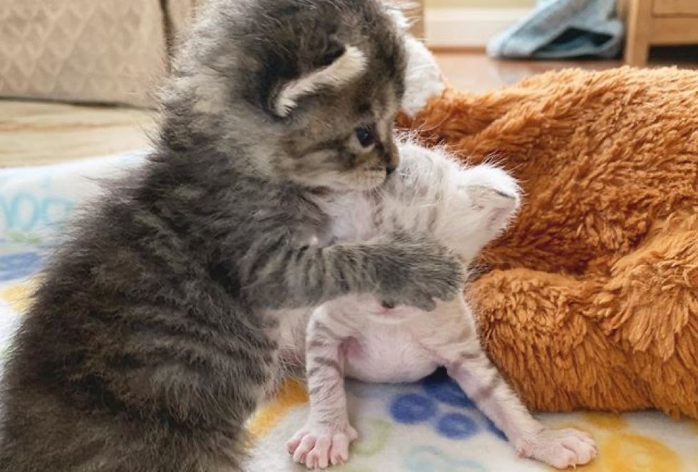 Kittens Watch Over Each Other and Share Incredible Bond - Love Meow