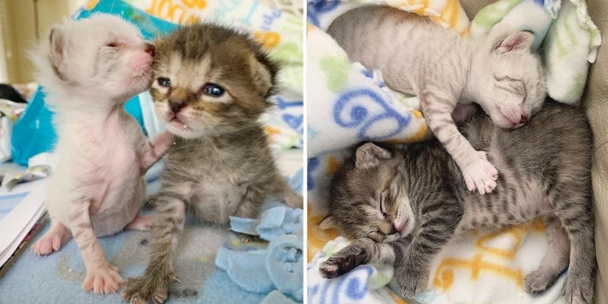Kittens Watch Over Each Other and Share Incredible Bond - Love Meow