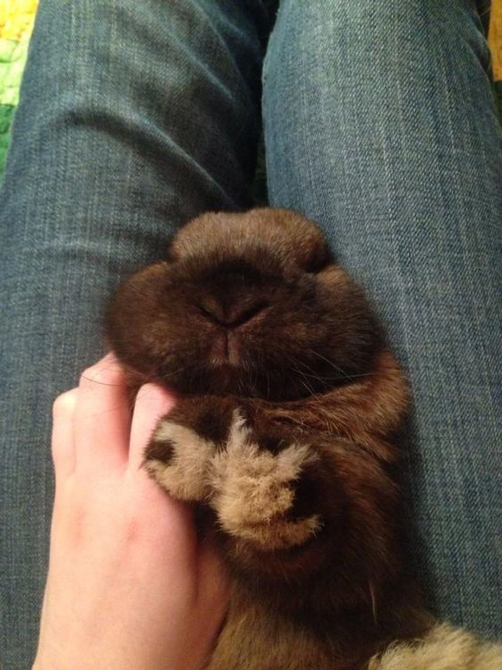 Meet My Bunny: Murray Who Lives In Tulsa
