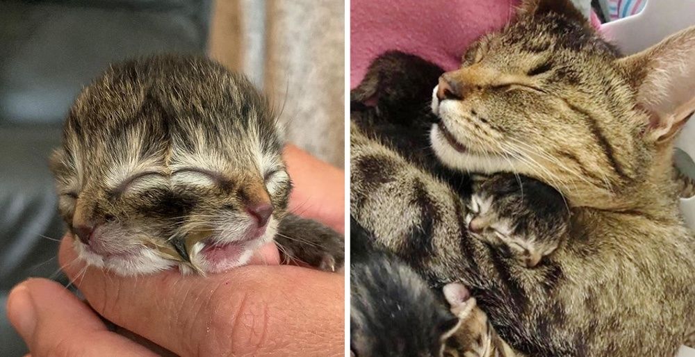Kitten Born with Two Faces Finds Loving Family to Help Him Thrive ...