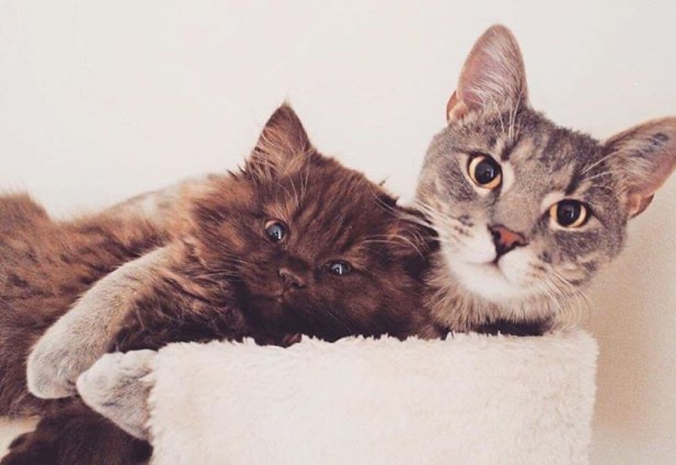 Teddy Bear Kitten Found Dream Home and Blossomed into Happy Cat - Love Meow