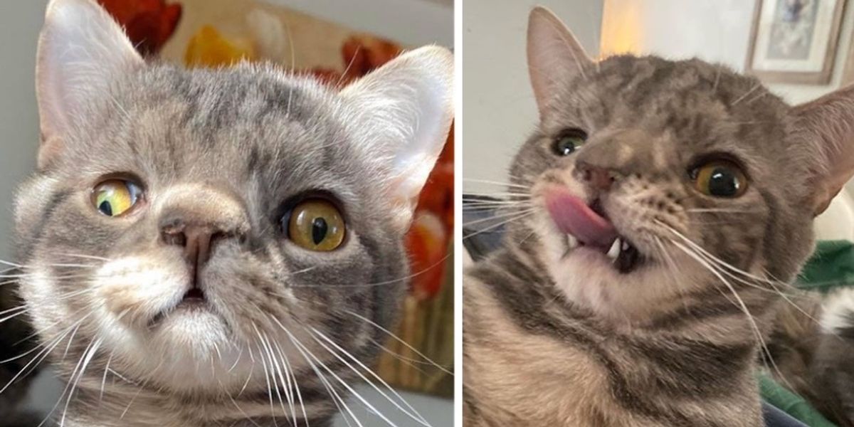 Kitten with Unusually Perfect Face is So Happy to Have Dream Home ...