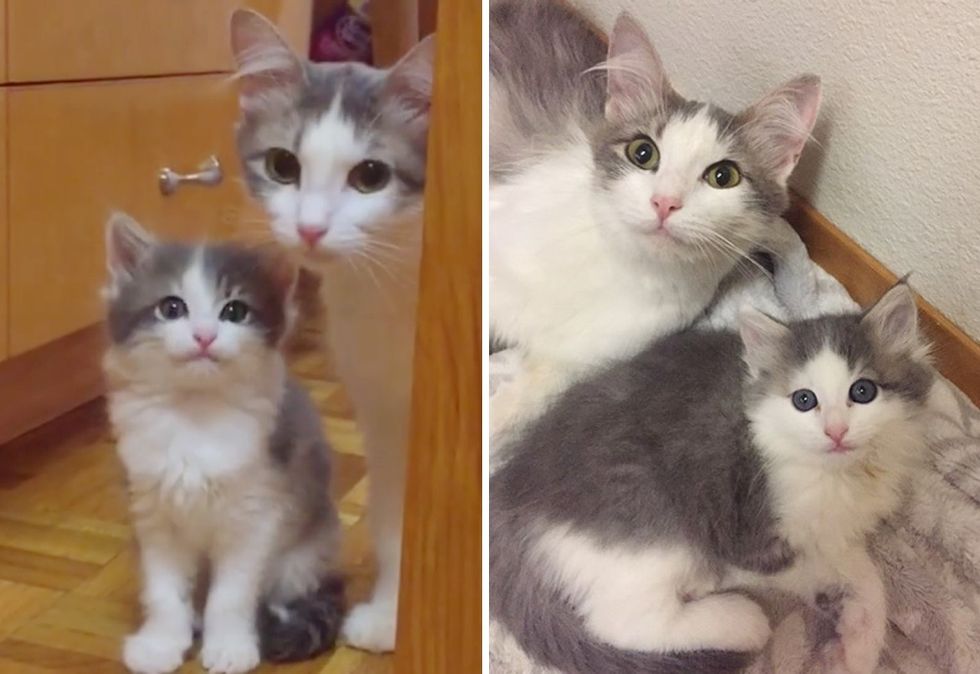 Stray Cat Comes to Family Just in Time so Her Kittens Can Live Best ...