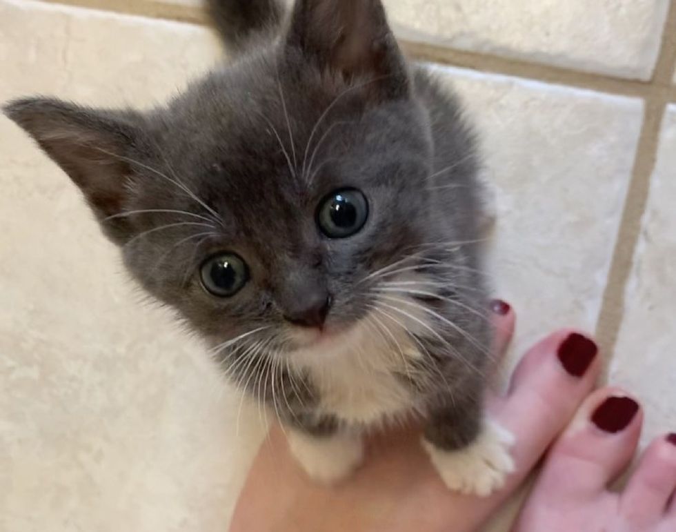 Kitten Found Alone, Cuddles Up to Cat Siblings and Won’t Let Go - Love Meow