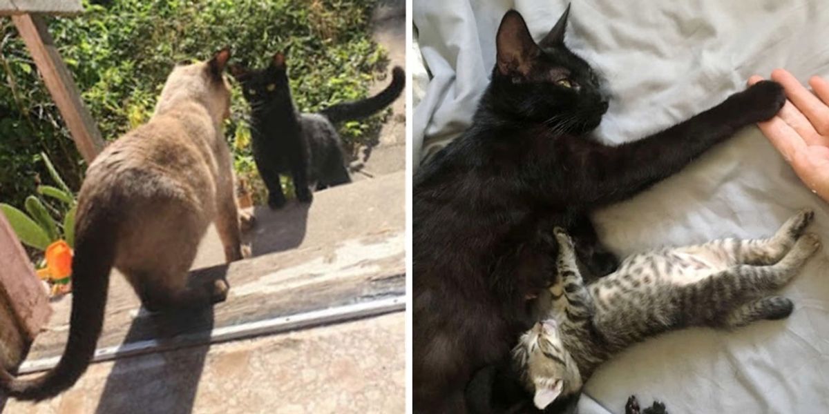 Stray Cat Comes Back to the Family She Befriended So She Can Have ...