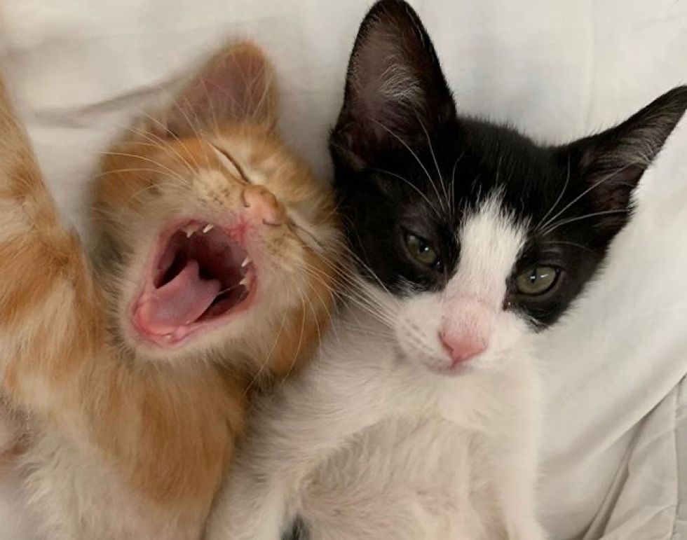 Kitten with 3 Paws Finds Perfect Friend to Help Him Get Better - Love Meow