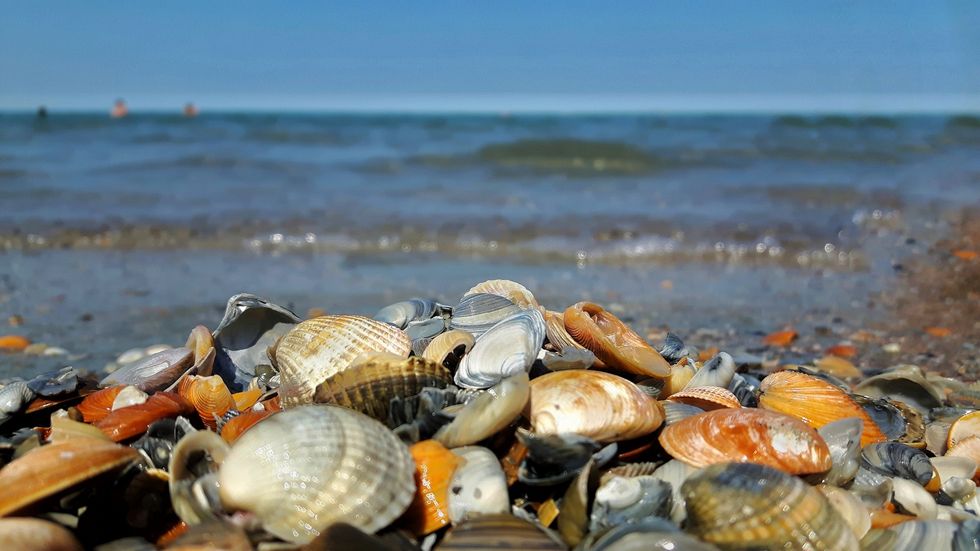 The south's best beaches for seashells - It's a Southern Thing