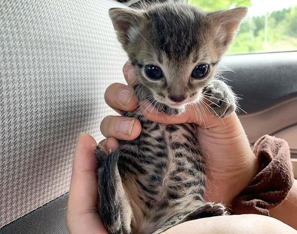 Kitten Guards His Tiny Adopted Brother and Won't Leave His Side - Love Meow