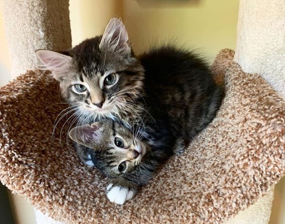 Kitten Guards His Tiny Adopted Brother and Won't Leave His Side - Love Meow
