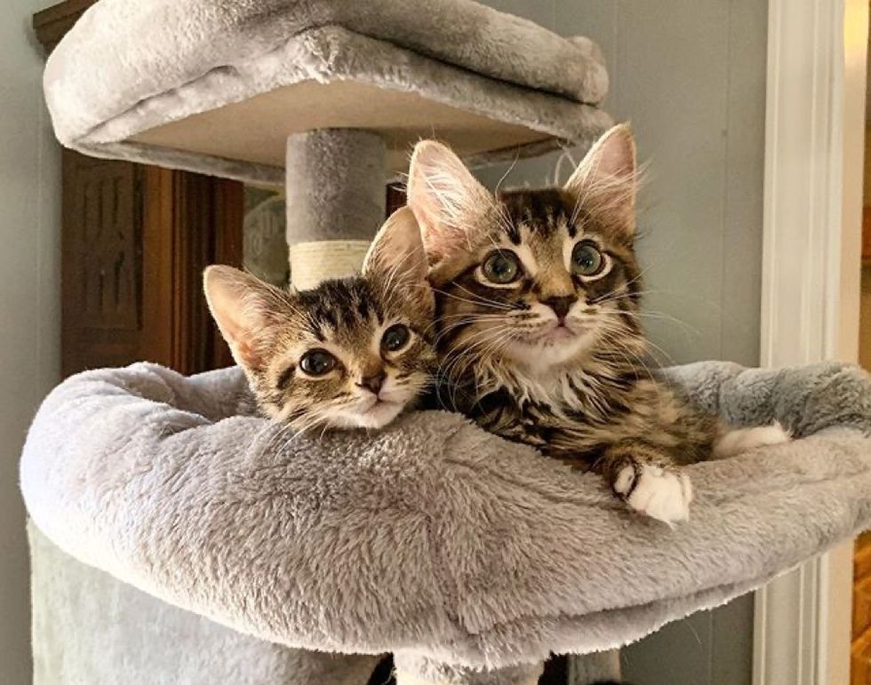 Kitten Guards His Tiny Adopted Brother and Won't Leave His Side - Love Meow