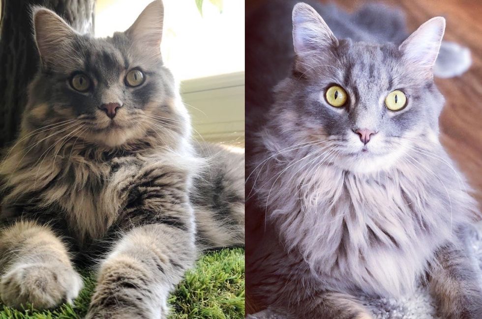 Tripod Kitten Won Hearts of Wonderful Family and Blossomed into ...