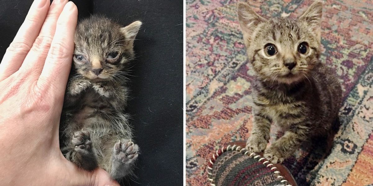 Palm-sized Kitten Gets Help In the Nick of Time and Begins to Grow and ...