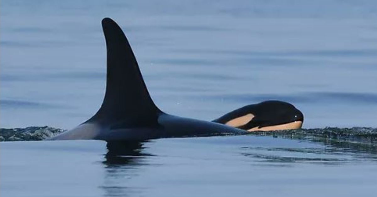 Remember the grieving orca who held her dead calf for 17 days? She just ...