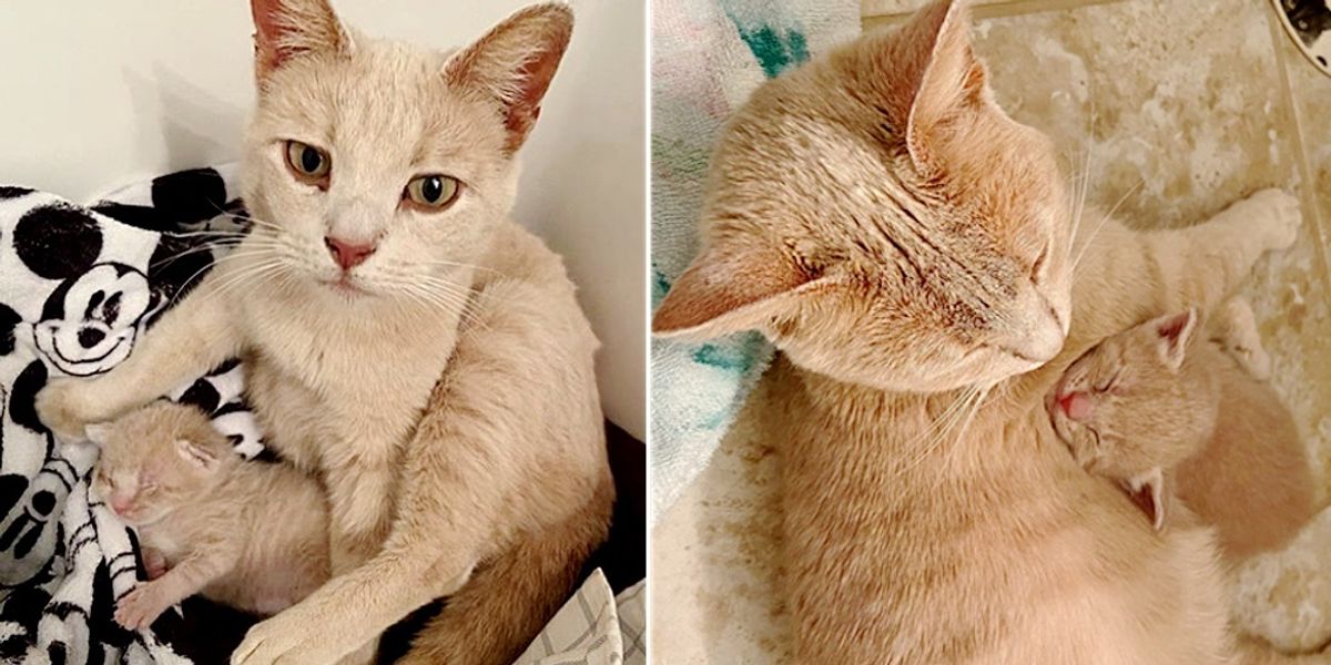 Cat Raised Her Only Kitten and Helped 3 Orphaned Babies, Now Hopes for ...